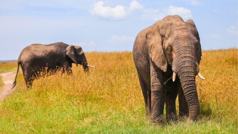 Everything You Need to Know About How Much Elephants Weigh