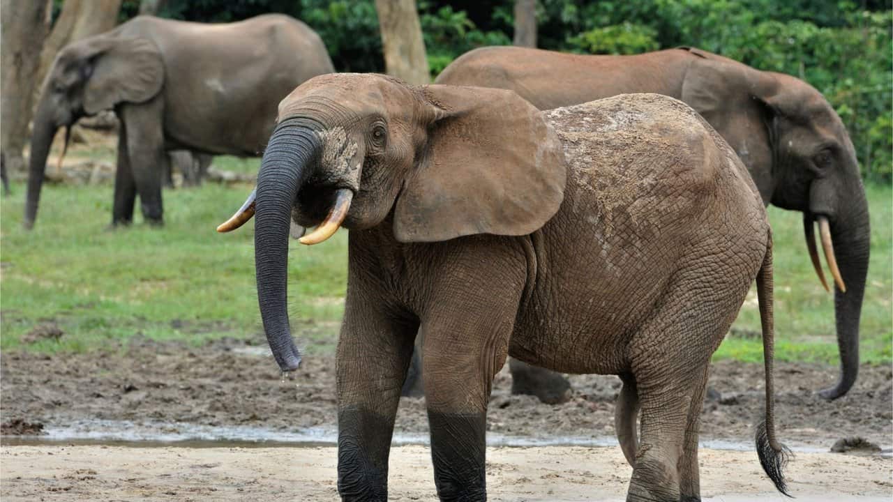 Everything You Need to Know About How Much Elephants Weigh