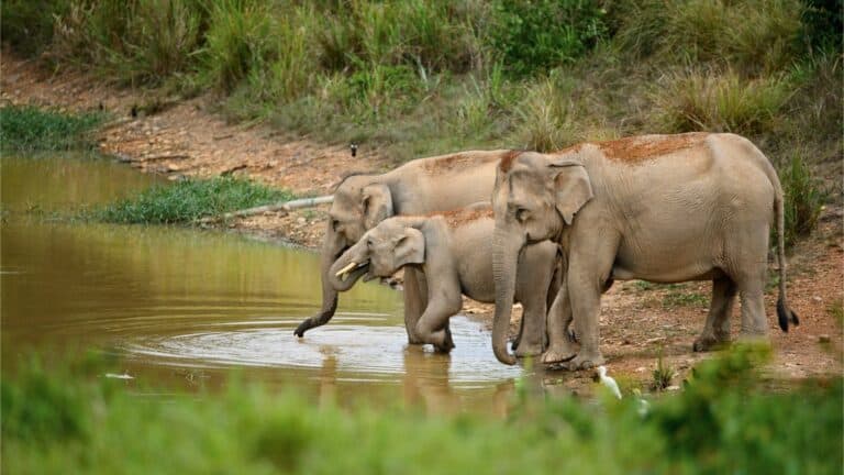 Everything You Need to Know About How Much Elephants Weigh