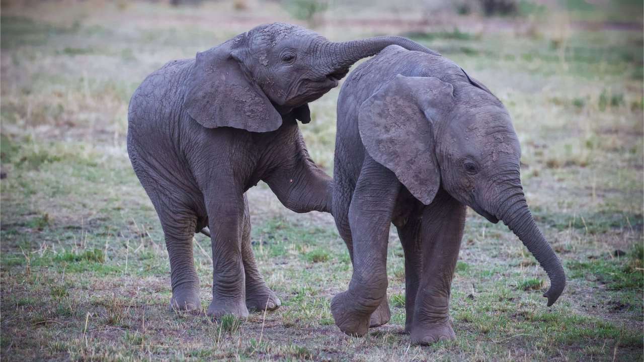 Everything You Need to Know About How Much Elephants Weigh