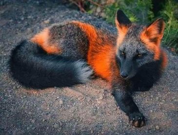 A Rare, Unique Orange and Black ‘Fire-Fox’ (Explain & Photos)