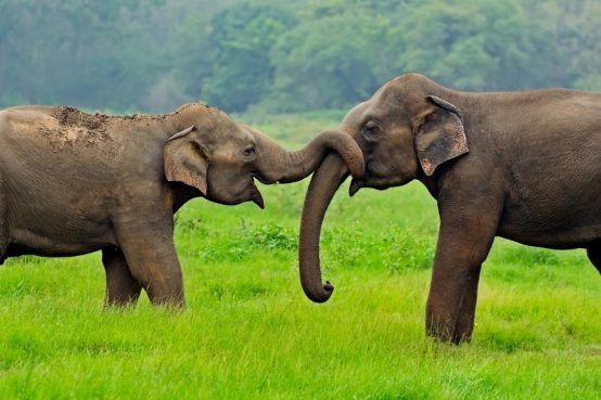 Elephant Lifespan: From an Expert’s Perspective