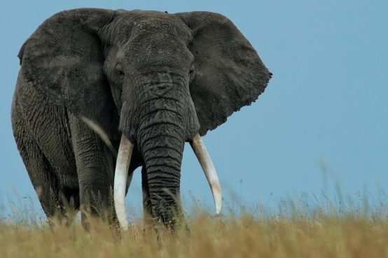 Elephant Lifespan: From an Expert’s Perspective
