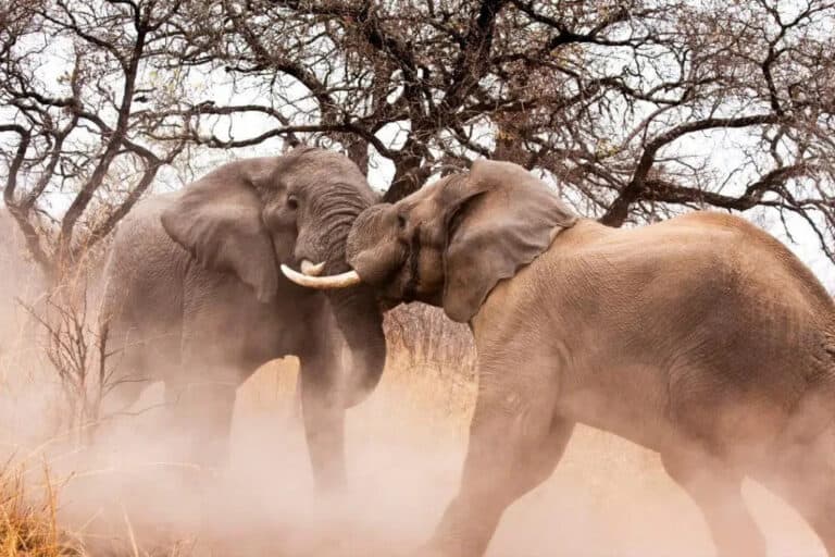 Elephant Lifespan: From an Expert’s Perspective