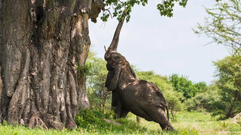 Elephant Diet: Exploring the Secrets of What They Eat
