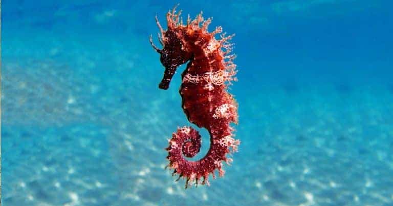 Seahorse Colors Unveiled: The Complete Guide – Nature and Wildlife TV ...