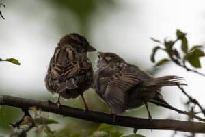 How Long Do Sparrows Live? Various Sparrows Lifespan – Nature and ...