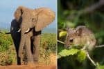 Are Elephants Afraid of Mice? The Science Behind the Myth