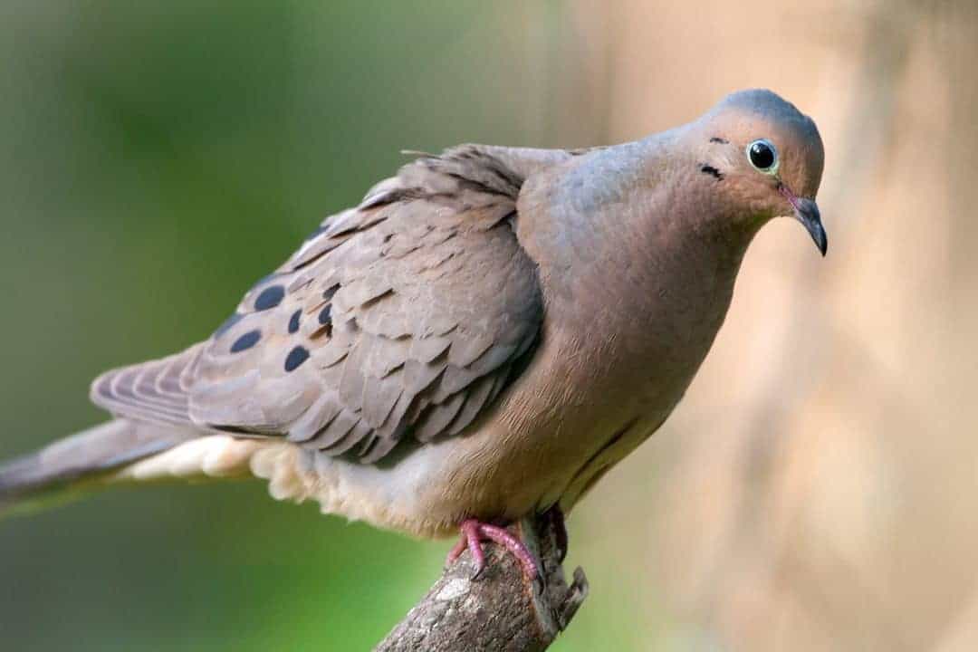 Top 23 Stunning Birds of Tennessee (Explain & Photos) – Nature and ...