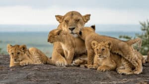 How Fast Can a Lion Run? Explore Lion's Speed