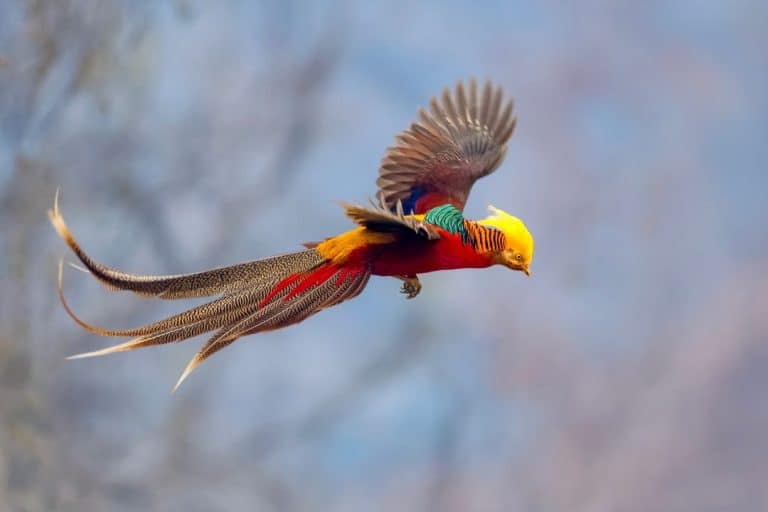 15 Incredible Birds with Long Tails (Explain & Photos) – Nature and ...