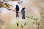 15 Incredible Birds with Long Tails (Explain & Photos) – Nature and ...