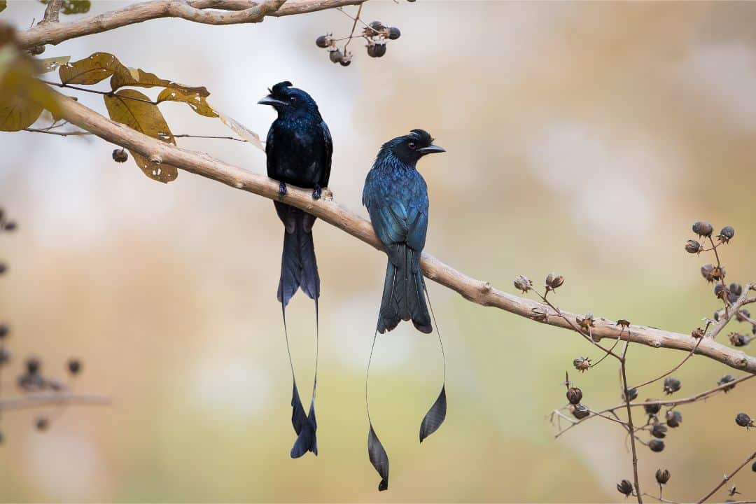 15 Incredible Birds with Long Tails (Explain & Photos) – Nature and ...