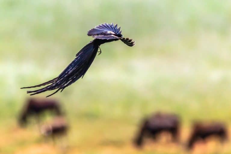 15 Incredible Birds with Long Tails (Explain & Photos) – Nature and ...