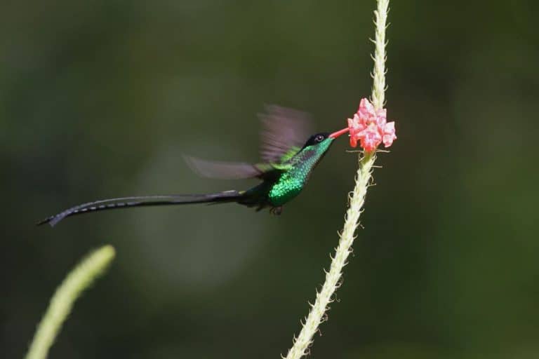 15 Incredible Birds with Long Tails (Explain & Photos) – Nature and ...