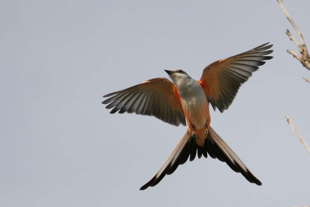 15 Incredible Birds with Long Tails (Explain & Photos) – Nature and ...