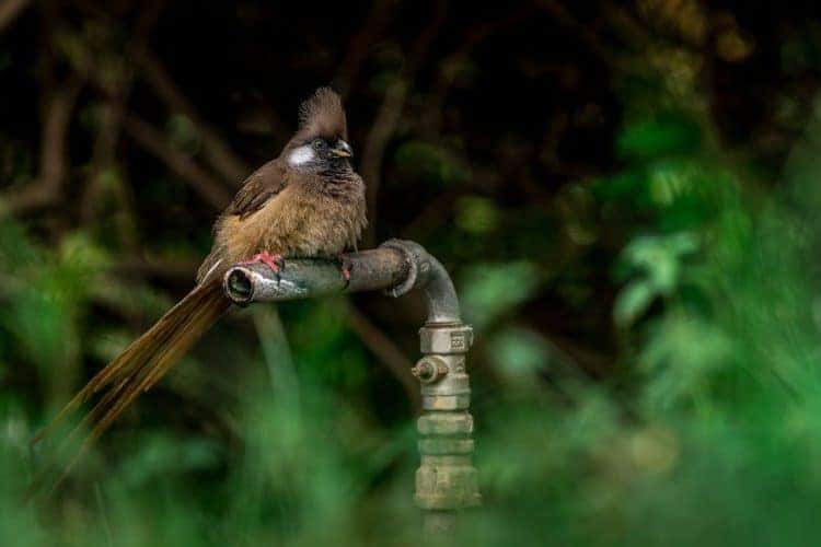 15 Incredible Birds with Long Tails (Explain & Photos)