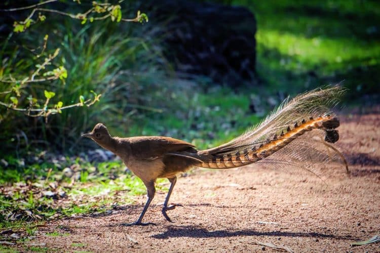 15 Incredible Birds with Long Tails (Explain & Photos) – Nature and ...
