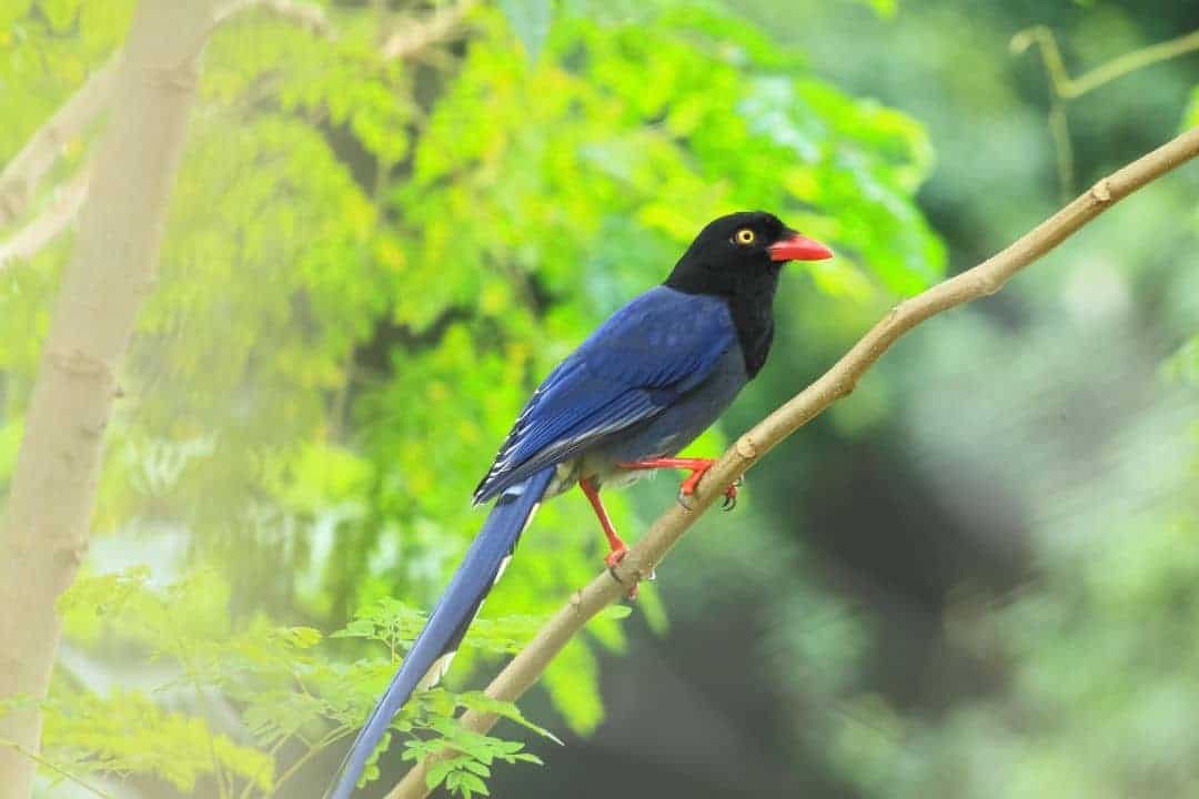 15 Incredible Birds with Long Tails (Explain & Photos) – Nature and ...