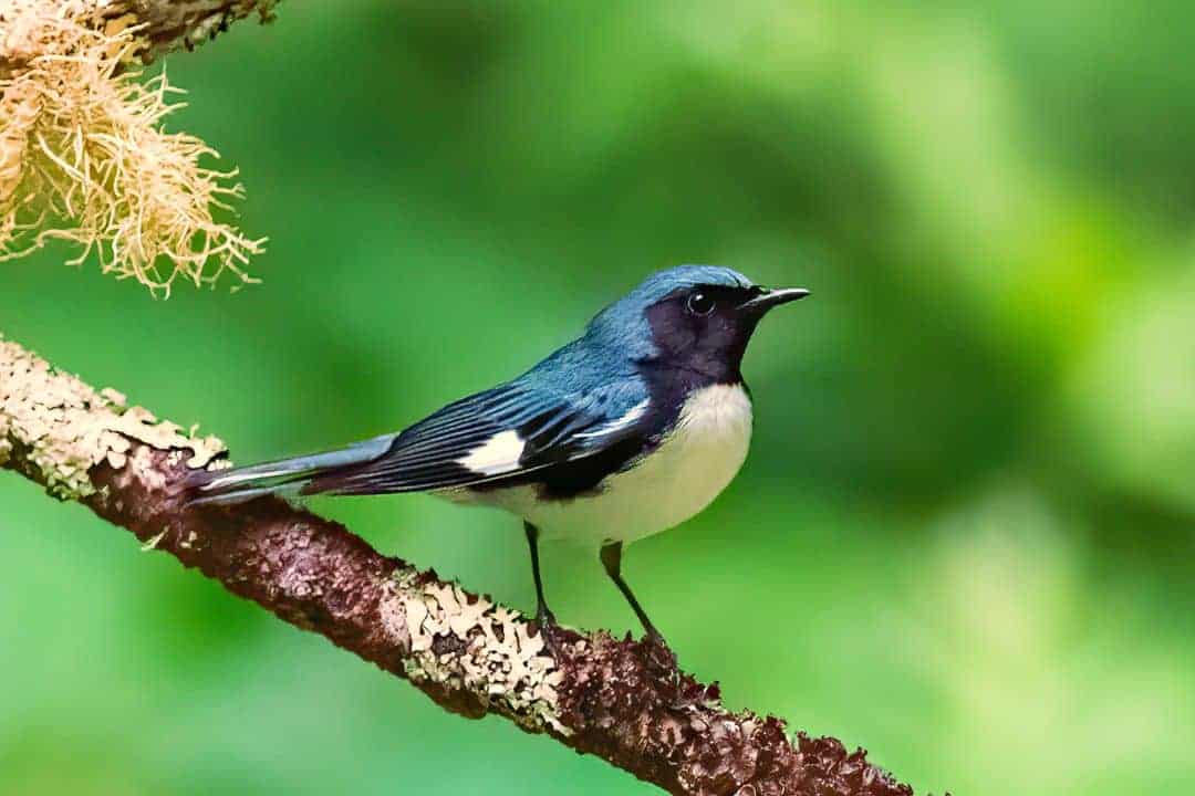 15 common types of blue birds (Explain & Photos) – Nature and Wildlife ...