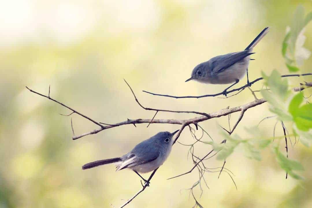 15 common types of blue birds (Explain & Photos) – Nature and Wildlife ...