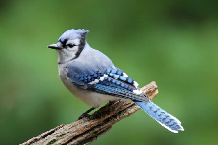 15 common types of blue birds (Explain & Photos) – Nature and Wildlife ...
