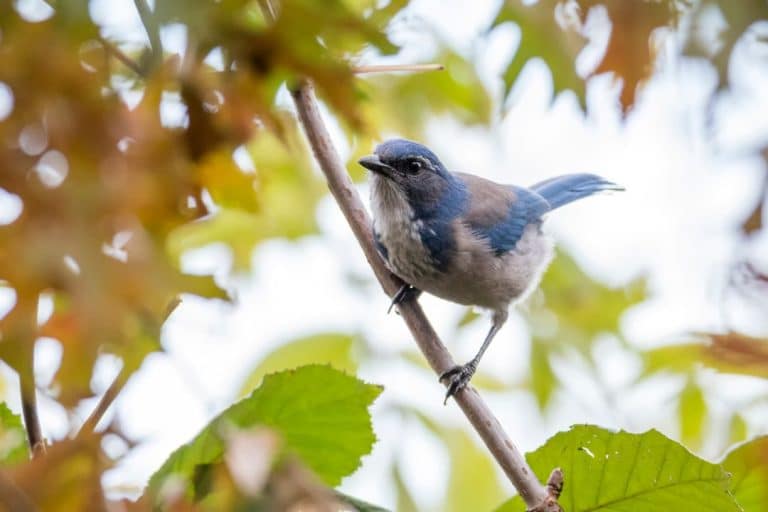 15 common types of blue birds (Explain & Photos) – Nature and Wildlife ...