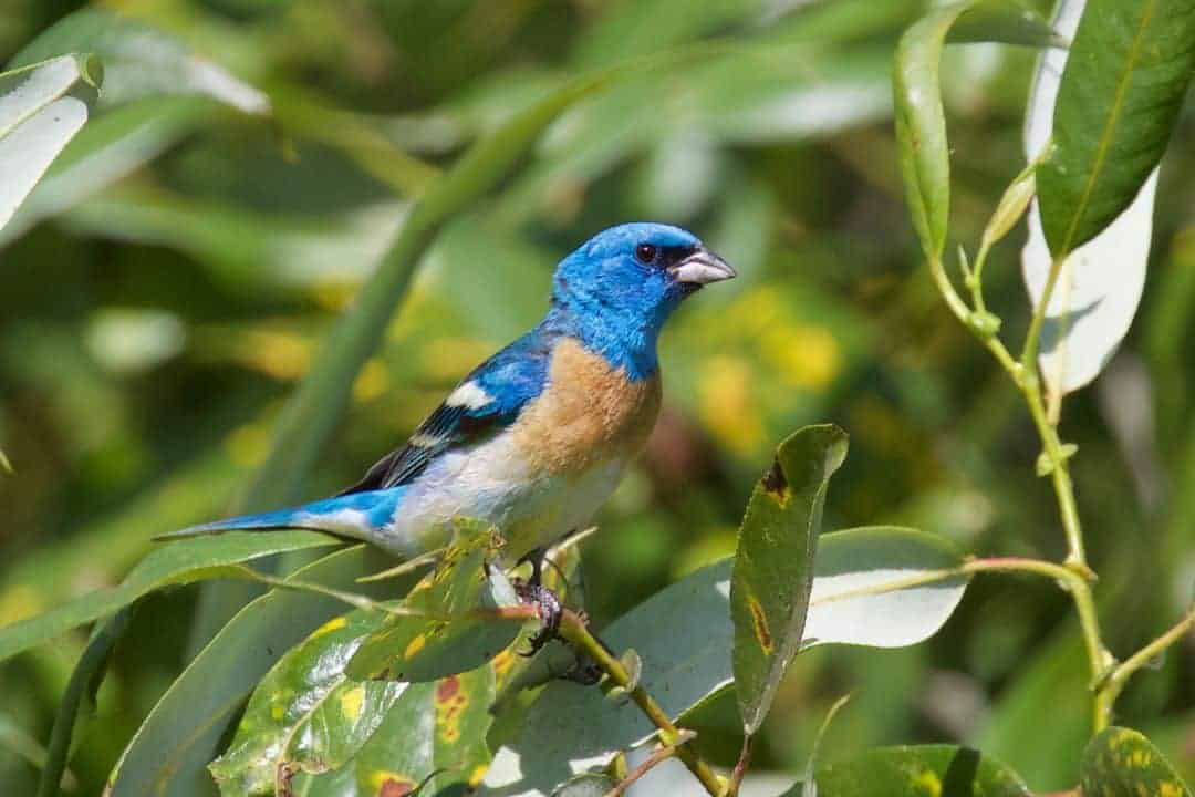 15 common types of blue birds (Explain & Photos) – Nature and Wildlife ...