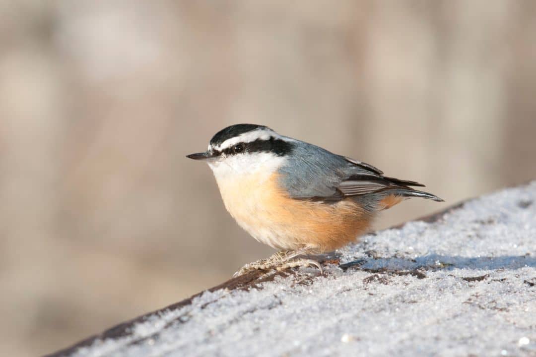 15 common types of blue birds (Explain & Photos) – Nature and Wildlife ...