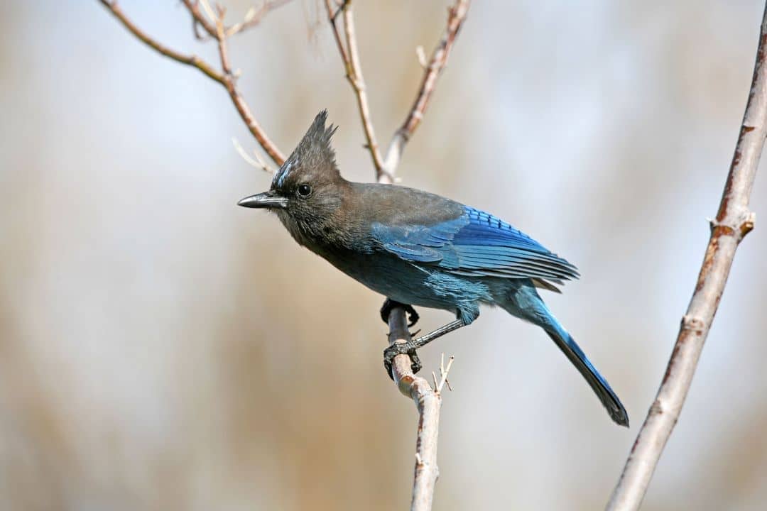 15 common types of blue birds (Explain & Photos) – Nature and Wildlife ...