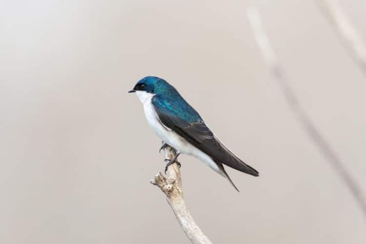 15 common types of blue birds (Explain & Photos) – Nature and Wildlife ...