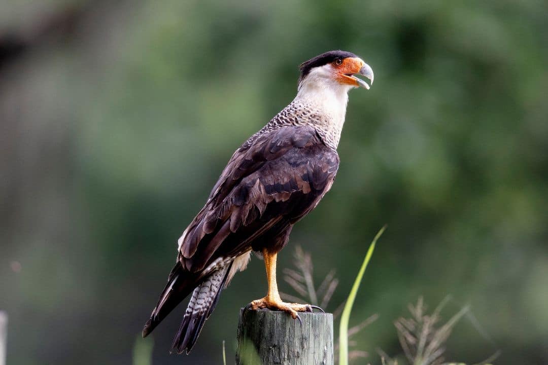 20 Common Birds of Prey in Michigan Must Know (Explain & Photos ...