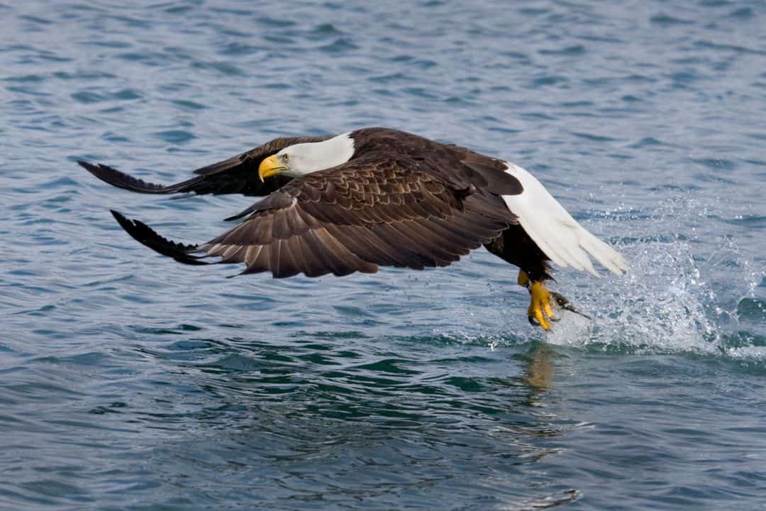 30 Common Birds That Eat Dead Animals (Explain & Photos) – Nature and ...