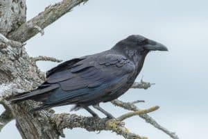 30 Common Birds That Eat Dead Animals (Explain & Photos) – Nature and ...