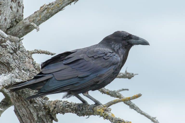 30 Common Birds That Eat Dead Animals (Explain & Photos) – Nature and ...