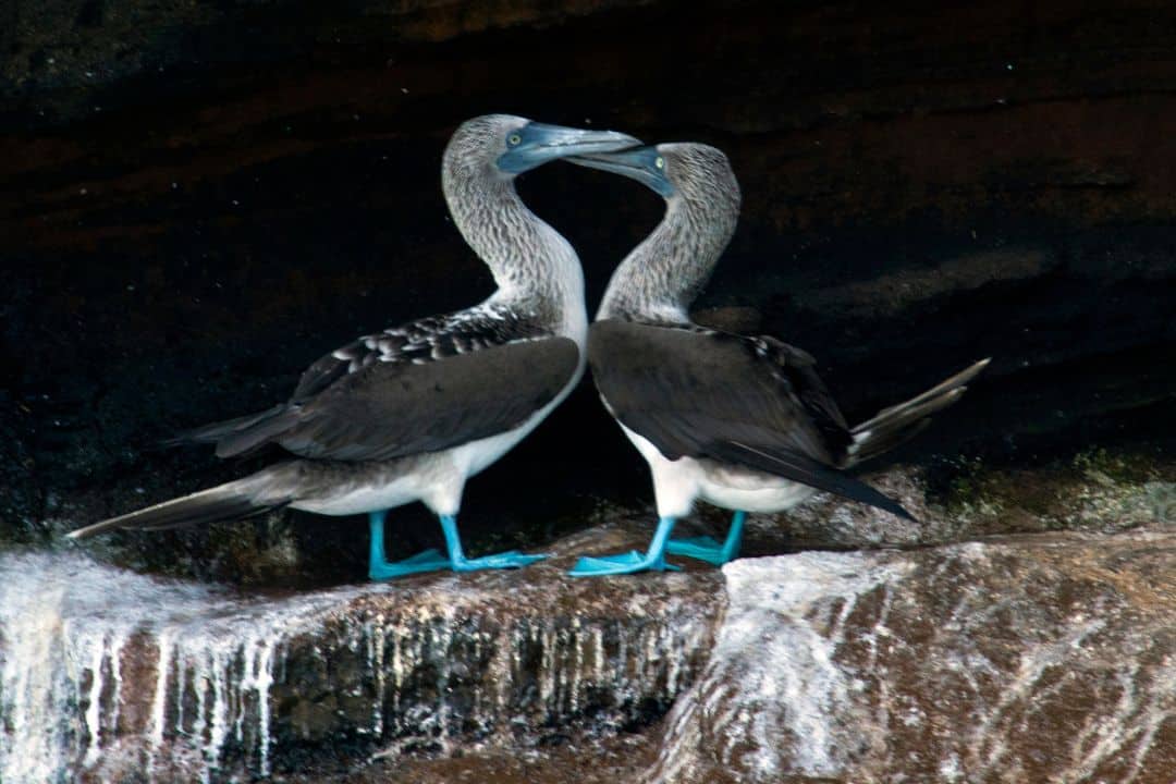 How do birds mate – Interesting facts that you may not know – Nature ...