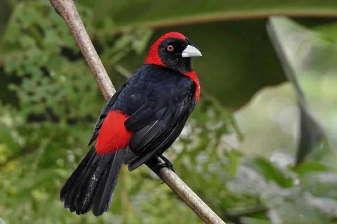 Top 22 beautiful red-breasted birds (Explain & Photos)