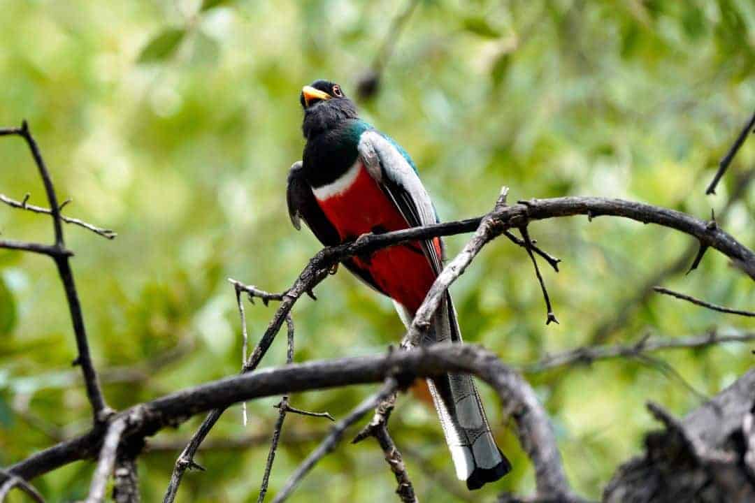 Top 22 beautiful red-breasted birds (Explain & Photos)