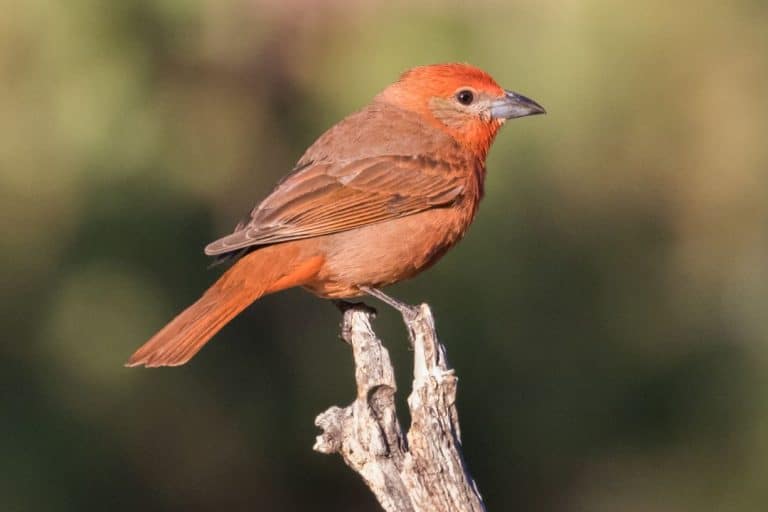 Top 22 beautiful red-breasted birds (Explain & Photos)