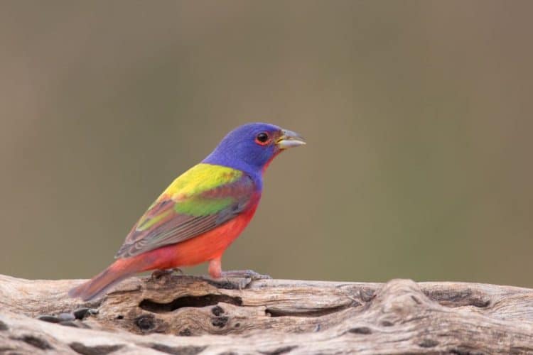 Top 22 beautiful red-breasted birds (Explain & Photos)