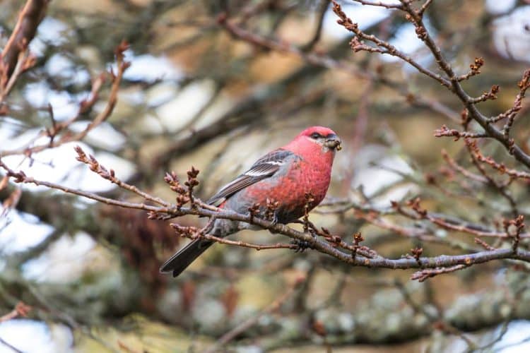 Top 22 beautiful red-breasted birds (Explain & Photos)