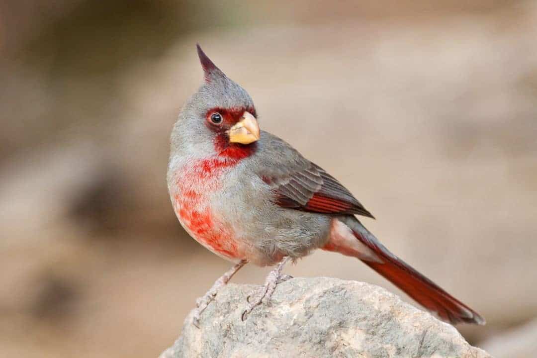 Top 22 beautiful red-breasted birds (Explain & Photos)