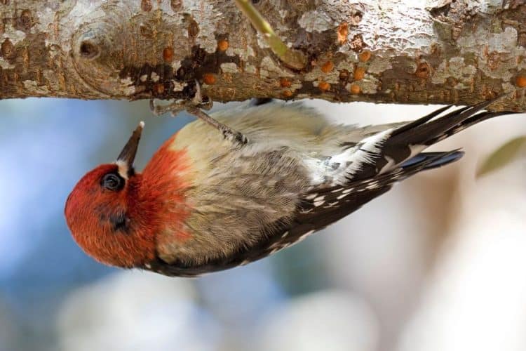 Top 22 beautiful red-breasted birds (Explain & Photos)