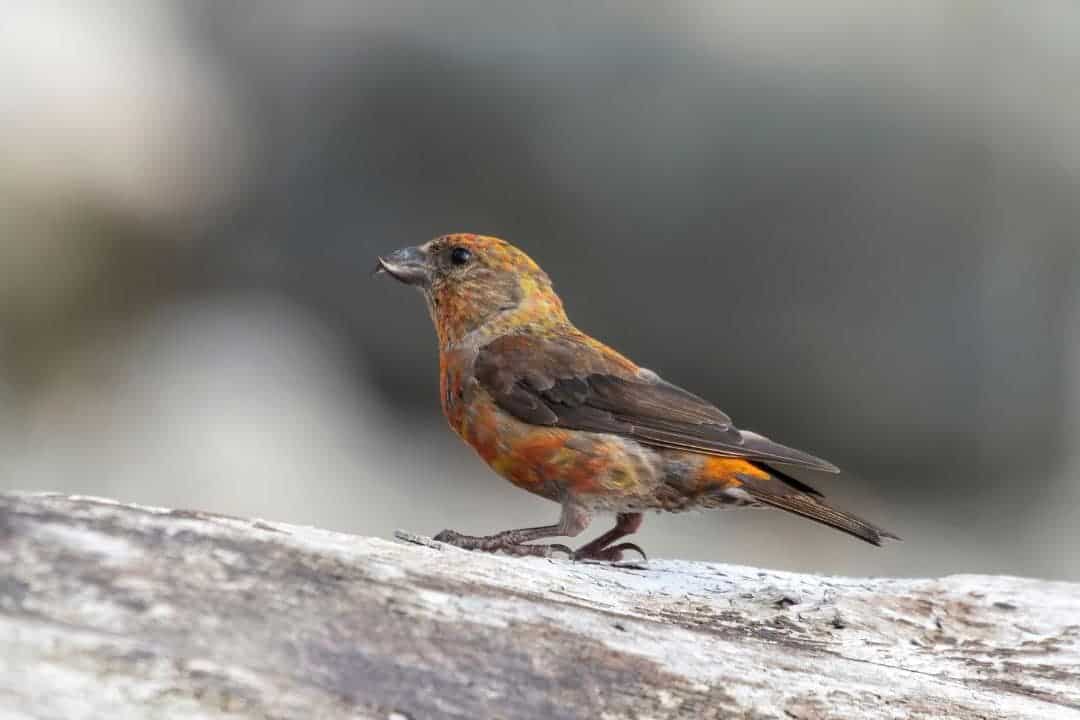 Top 22 beautiful red-breasted birds (Explain & Photos)