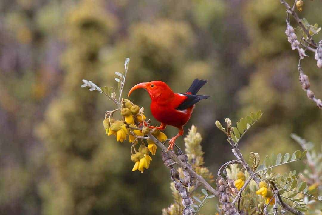 Top 22 beautiful red-breasted birds (Explain & Photos) – Nature and ...