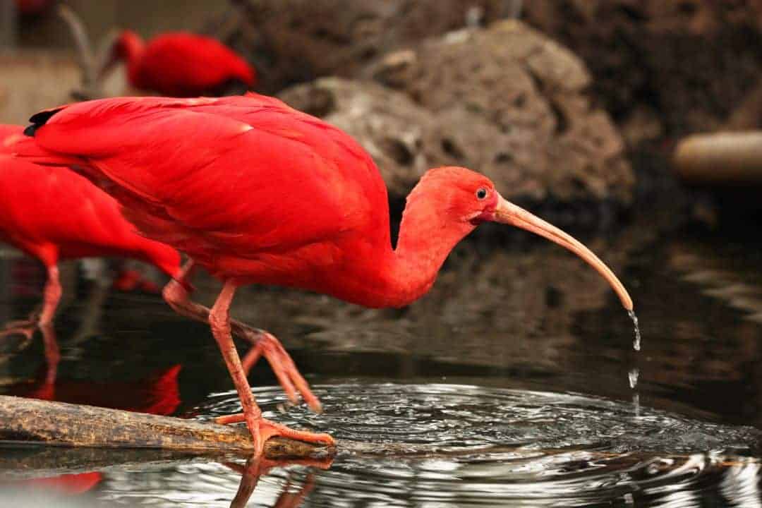 Top 22 beautiful red-breasted birds (Explain & Photos)