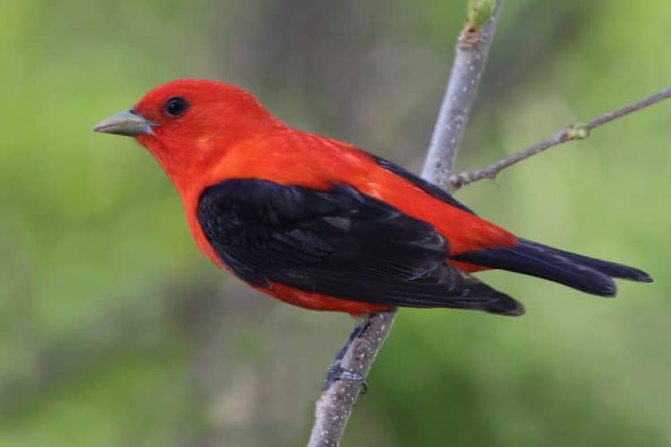 Top 22 beautiful red-breasted birds (Explain & Photos)
