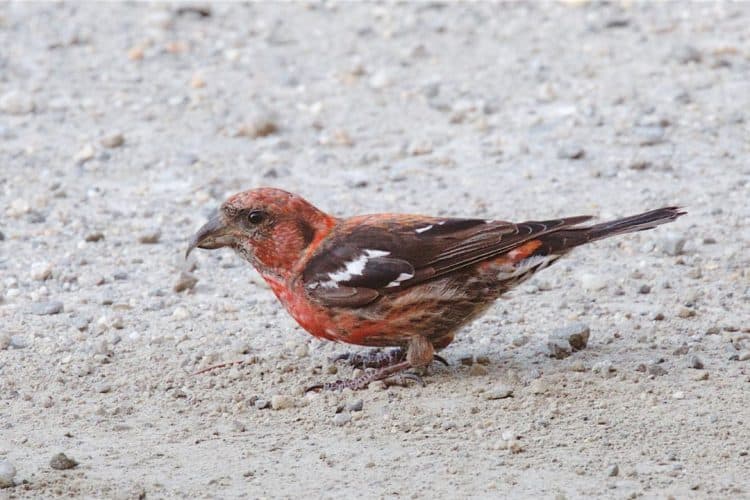 Top 22 beautiful red-breasted birds (Explain & Photos) – Nature and ...