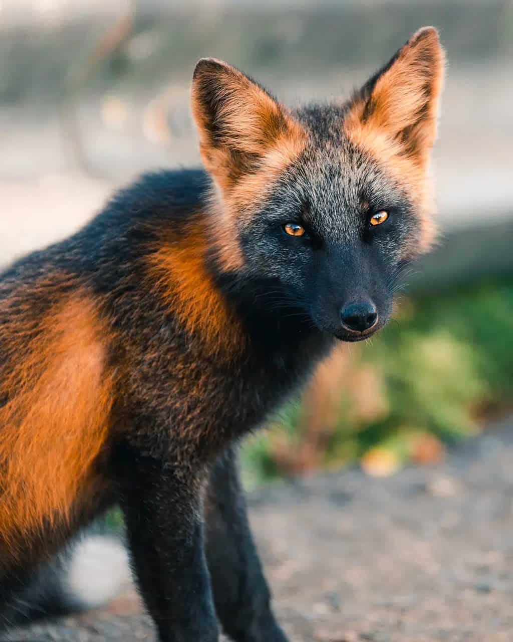 A Rare, Unique Orange and Black ‘Fire-Fox’ (Explain & Photos)