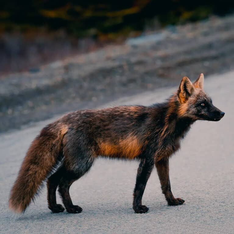 A Rare, Unique Orange and Black ‘Fire-Fox’ (Explain & Photos)